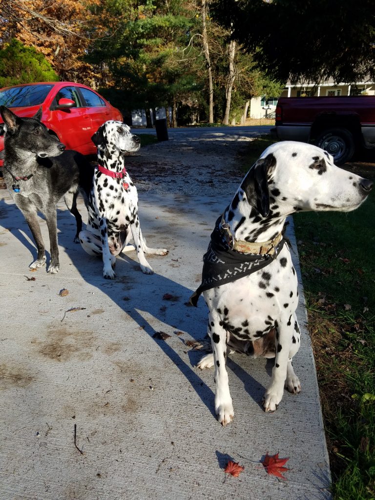 Your Dog Doesn't Know Sit; Achieving the Perfect Sit | Pawsitive Steps ...