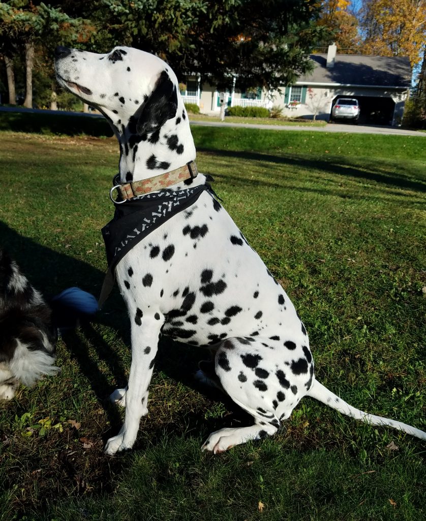 Your Dog Doesn't Know Sit; Achieving the Perfect Sit | Pawsitive Steps ...