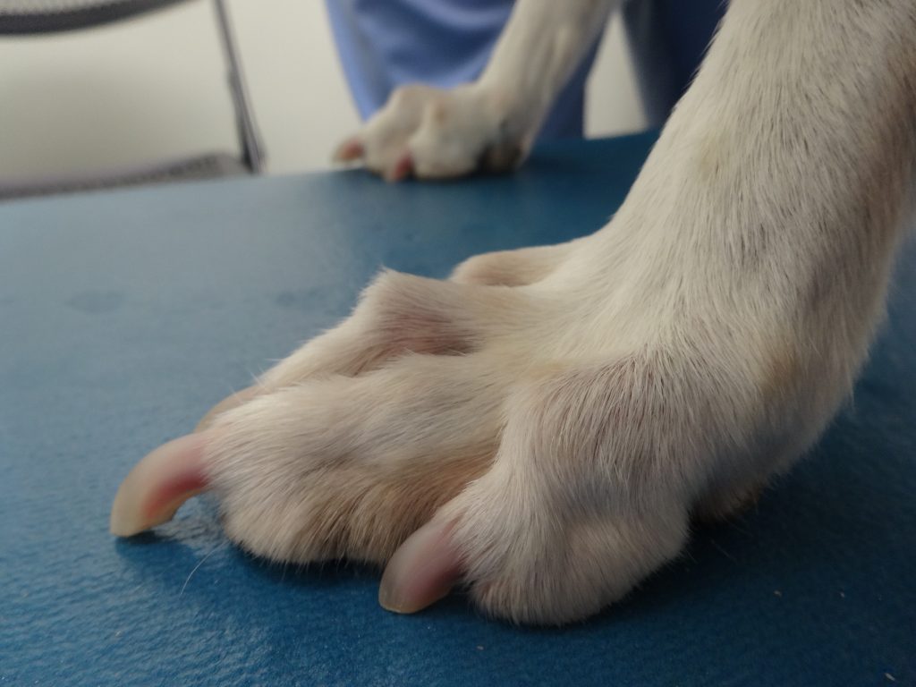 All about Those Toes; The Importance of Nail Trims | Pawsitive Steps ...