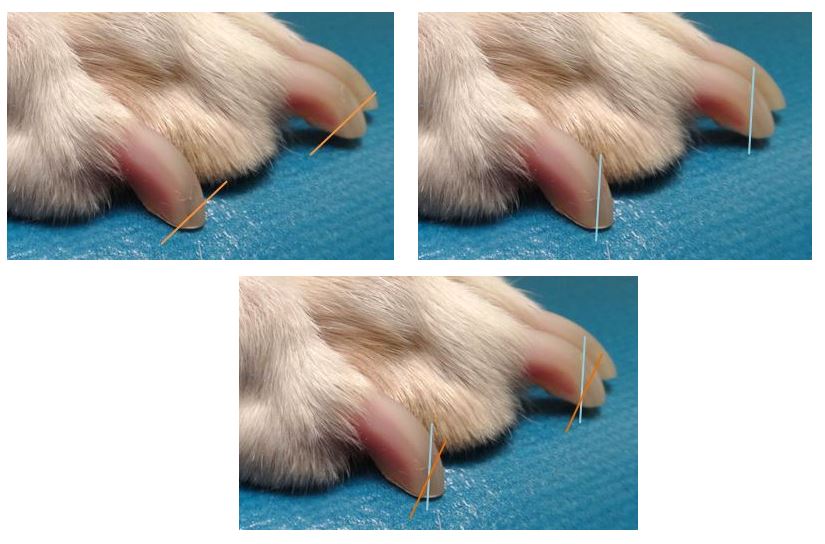 All about Those Toes; The Importance of Nail Trims | Pawsitive Steps ...