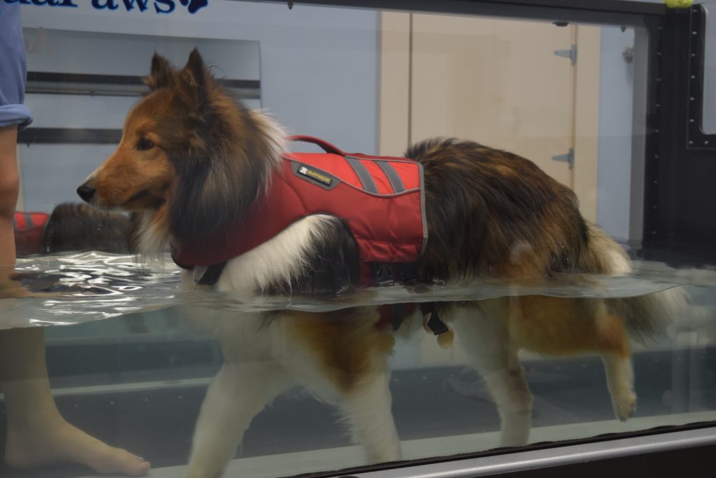 Fibrocartilaginous Embolism (FCE): A Closer Look | Pawsitive Steps ...