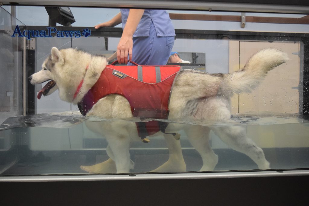 Izzy in UWT | Pawsitive Steps Rehabilitation & Therapy for Pets, Troy MI