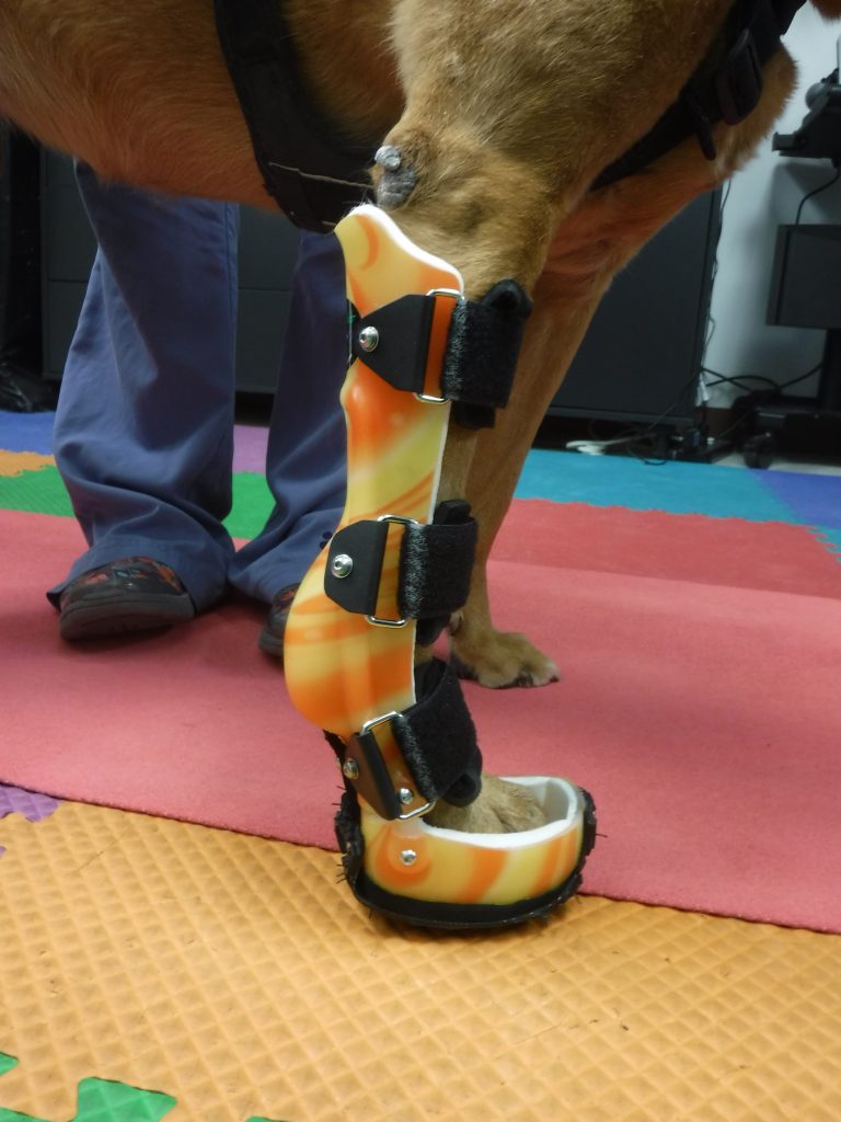 Why the Long Paw? | Pawsitive Steps Rehabilitation & Therapy for Pets ...