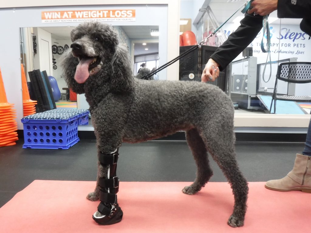 Why the Long Paw? | Pawsitive Steps Rehabilitation & Therapy for Pets ...