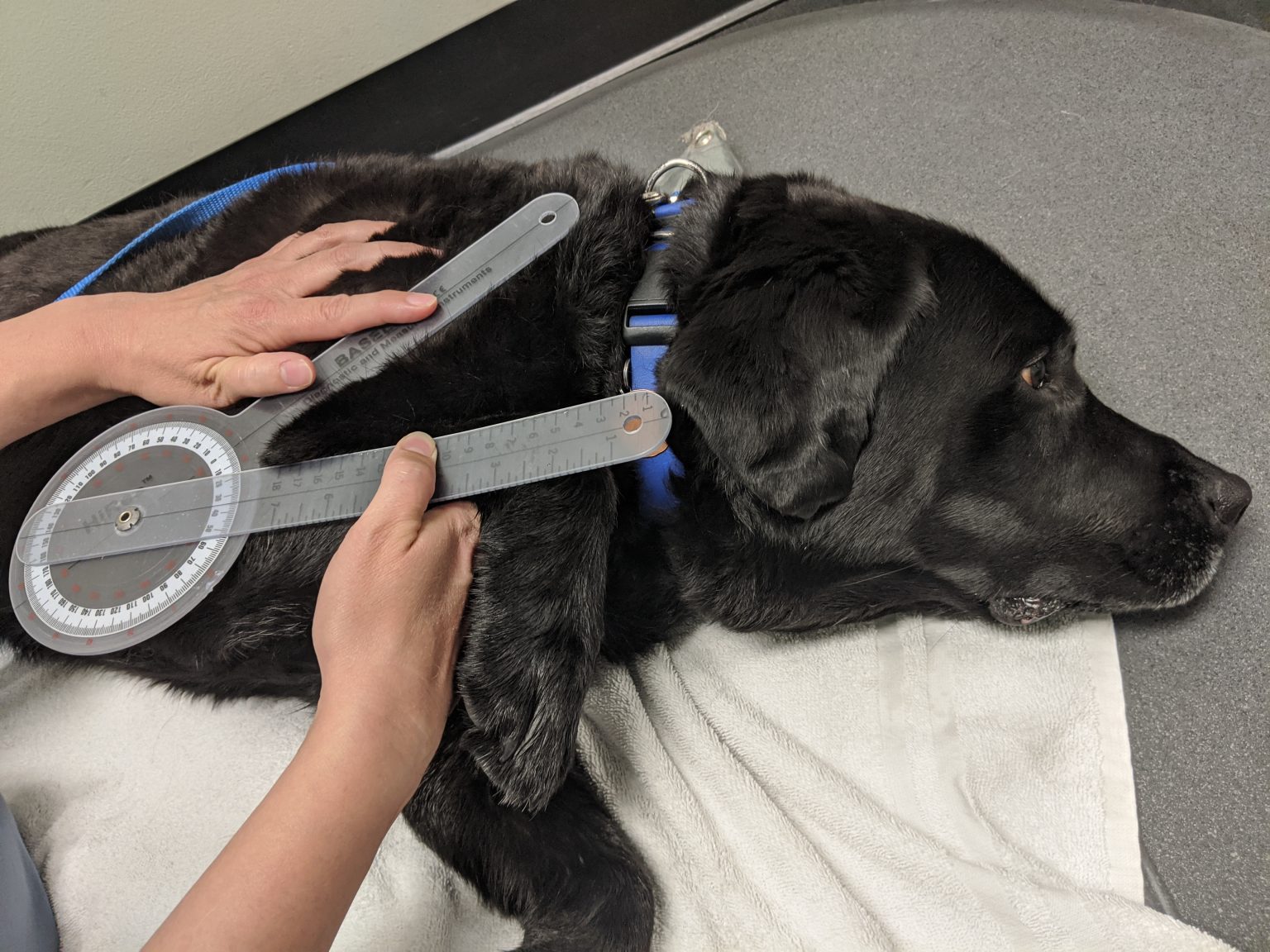 Rehabilitation Evaluations- Orthopedic | Pawsitive Steps Rehabilitation ...