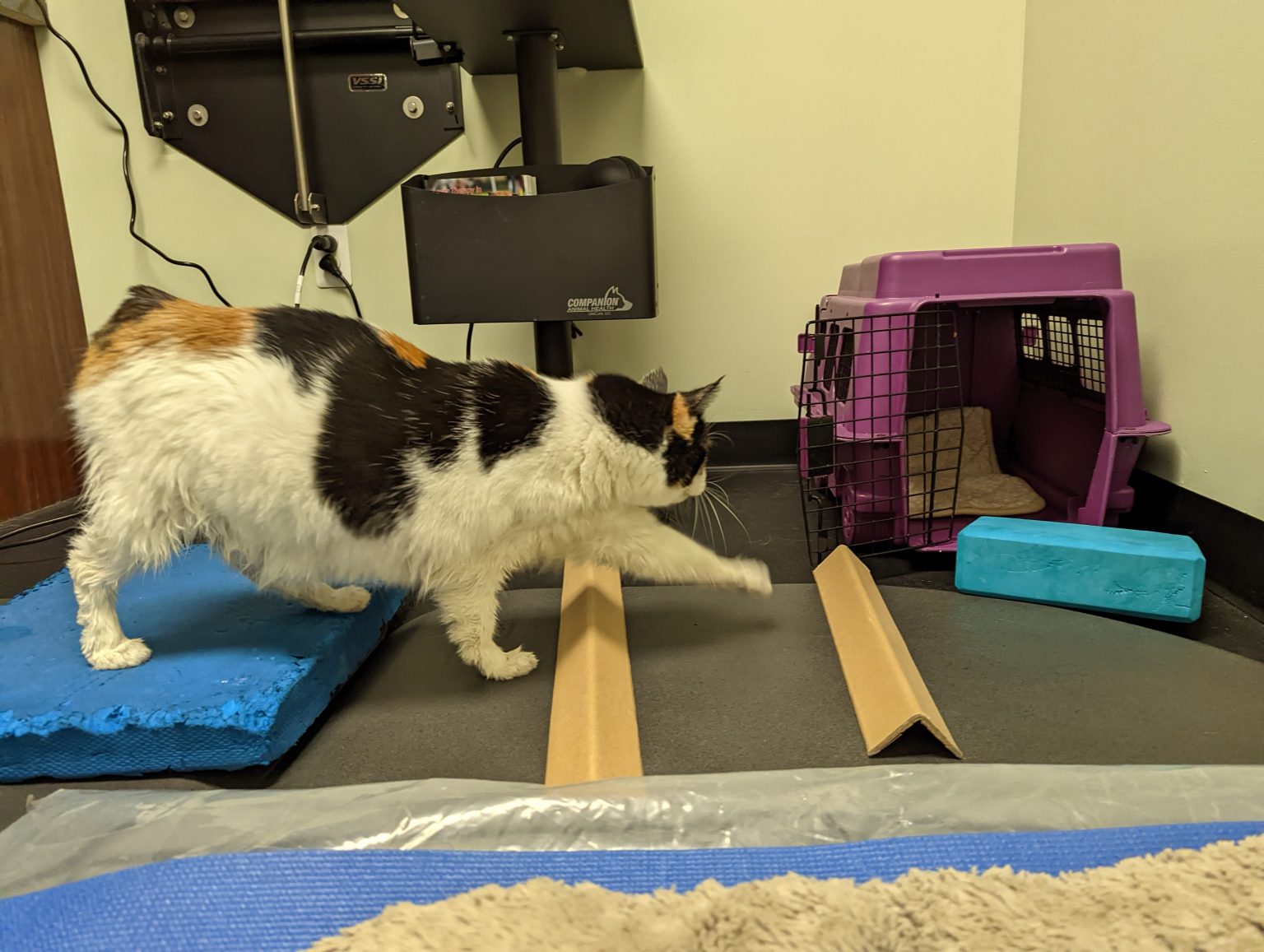 Feline Physiotherapy | Pawsitive Steps Rehabilitation & Therapy for ...